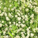 Poučna staza medonosnog bilja