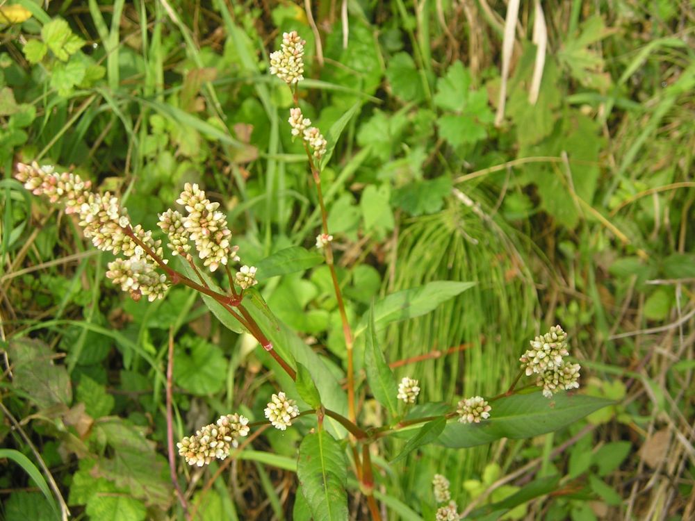 Poučna staza medonosnog bilja