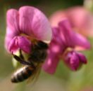 Poučna staza medonosnog bilja