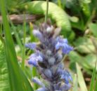 Poučna staza medonosnog bilja