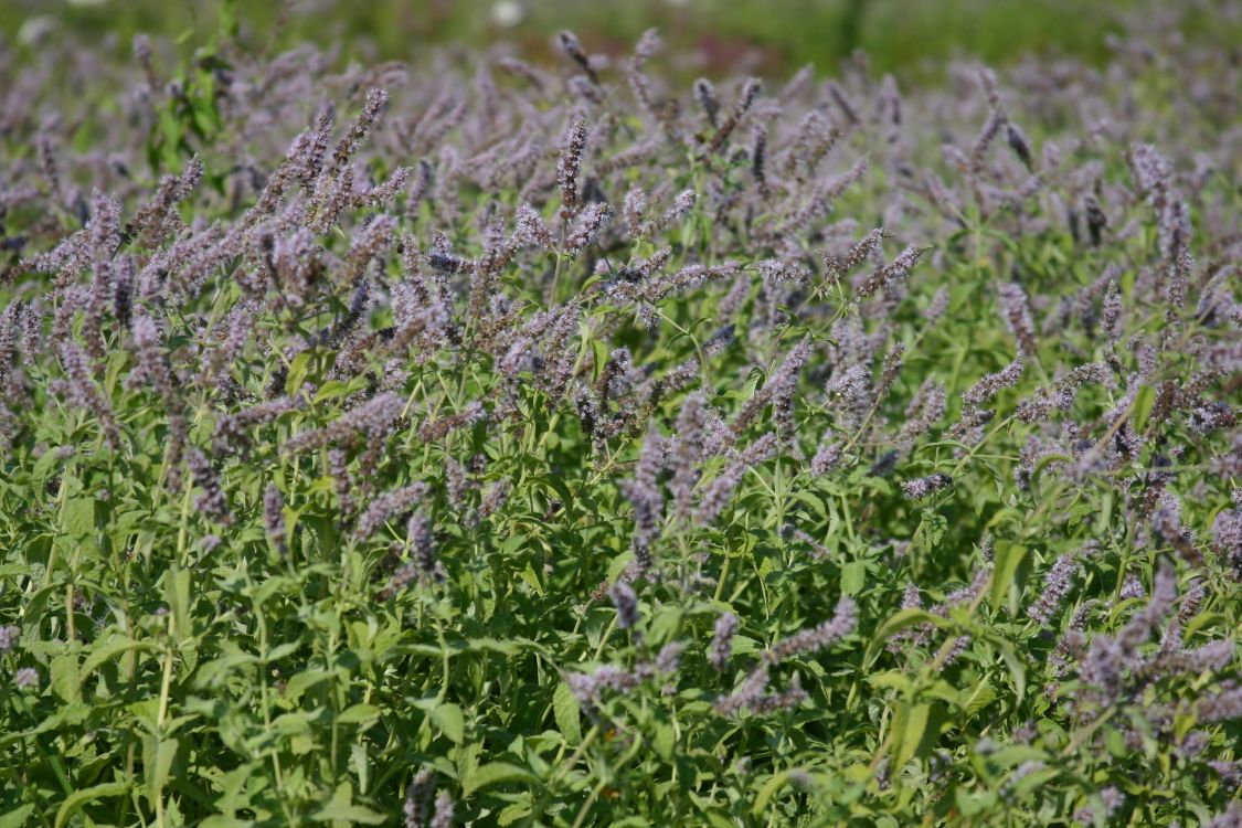 Poučna staza medonosnog bilja