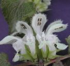 Poučna staza medonosnog bilja