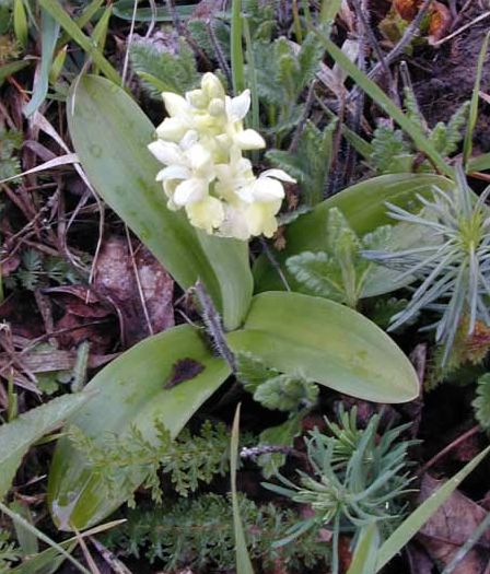 Poučna staza medonosnog bilja