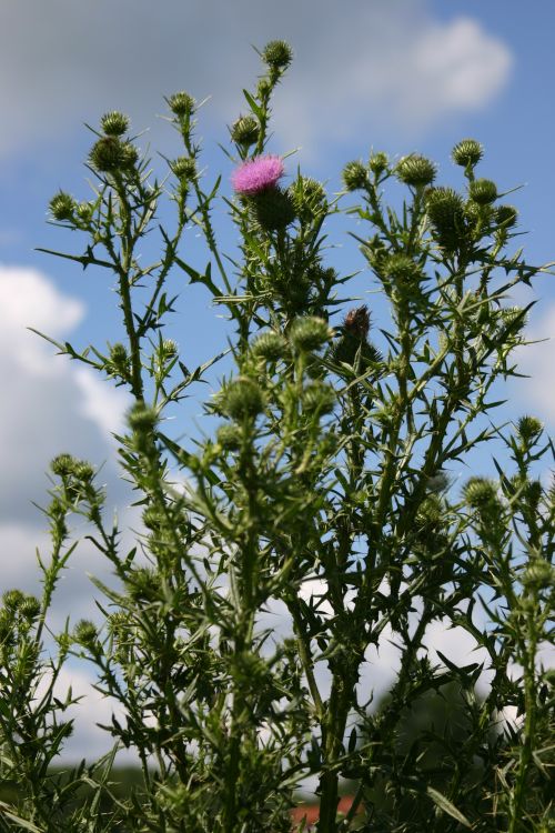 Poučna staza medonosnog bilja