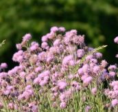Poučna staza medonosnog bilja