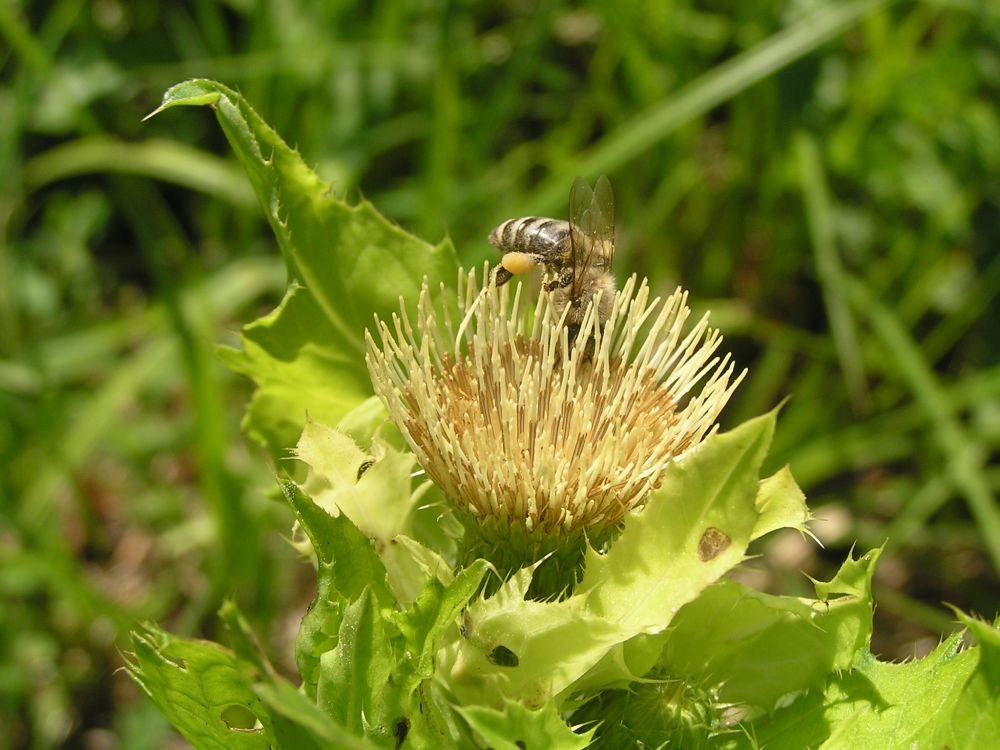 Poučna staza medonosnog bilja
