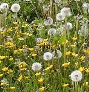 Poučna staza medonosnog bilja