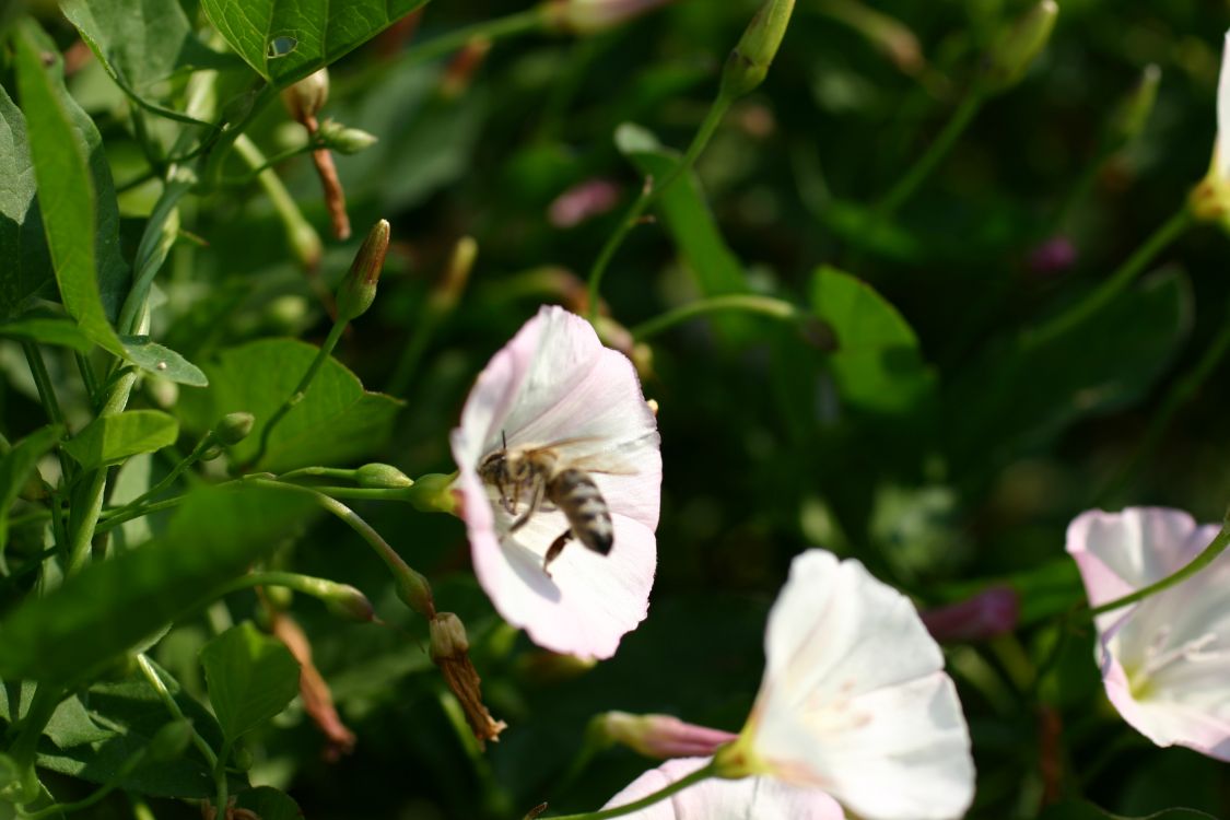 Poučna staza medonosnog bilja