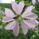 Poučna staza medonosnog bilja