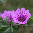 Poučna staza medonosnog bilja