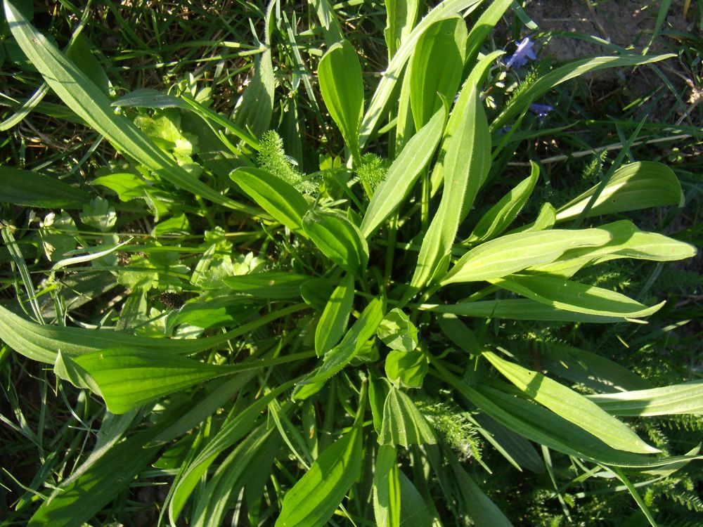 Poučna staza medonosnog bilja