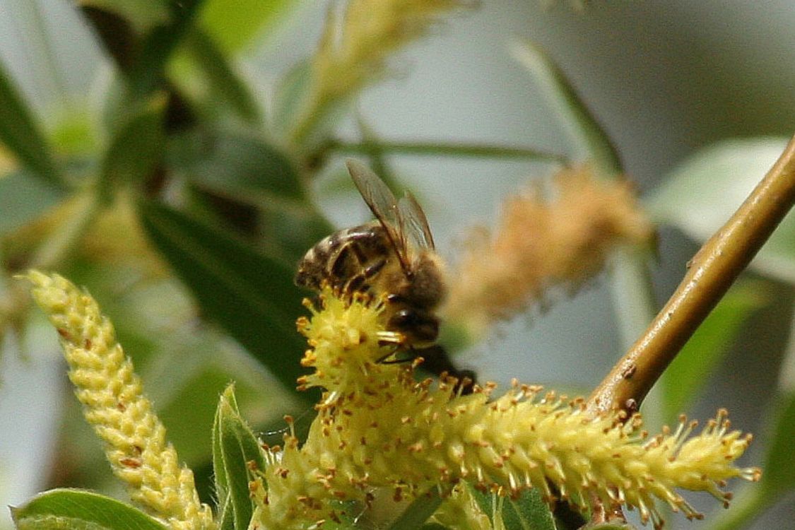 Poučna staza medonosnog bilja