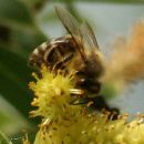 Poučna staza medonosnog bilja