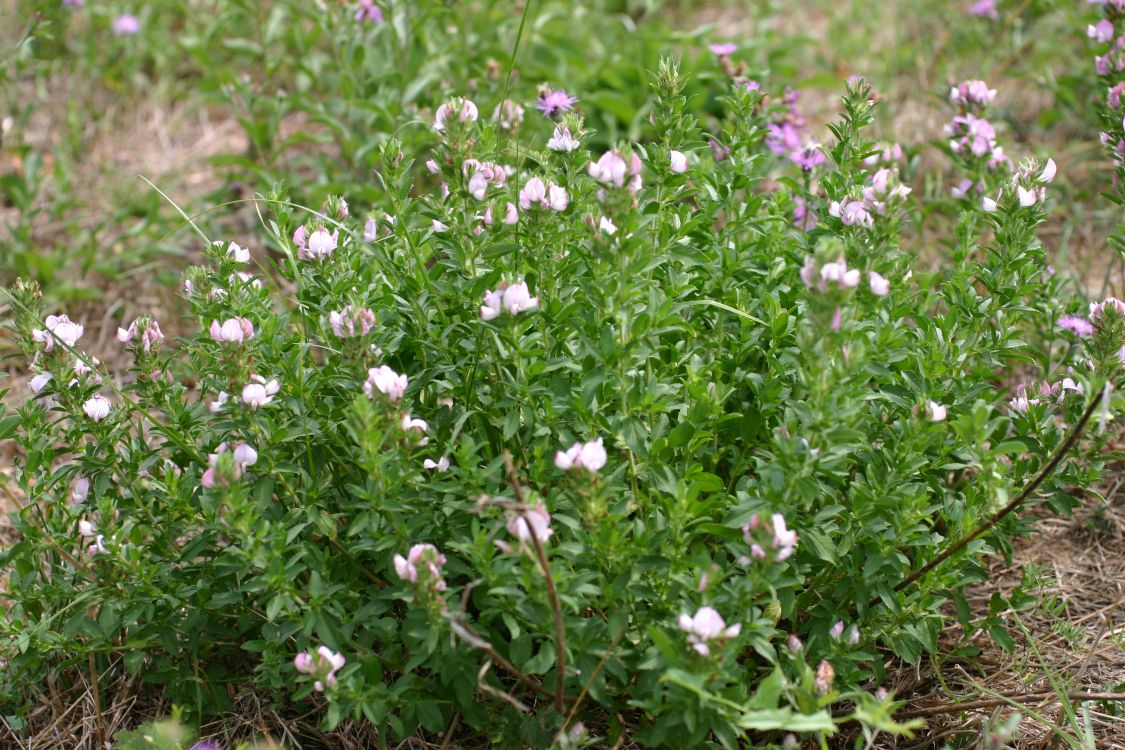 Poučna staza medonosnog bilja