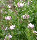 Poučna staza medonosnog bilja