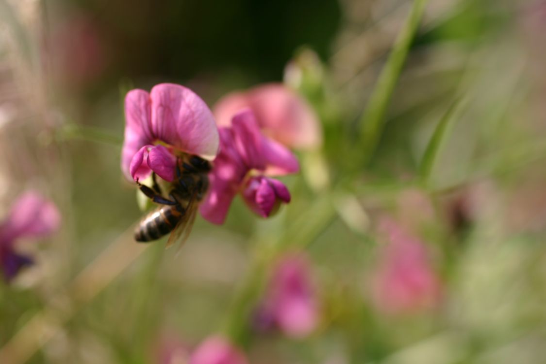 Poučna staza medonosnog bilja