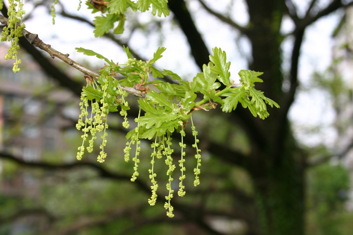 Poučna staza medonosnog bilja