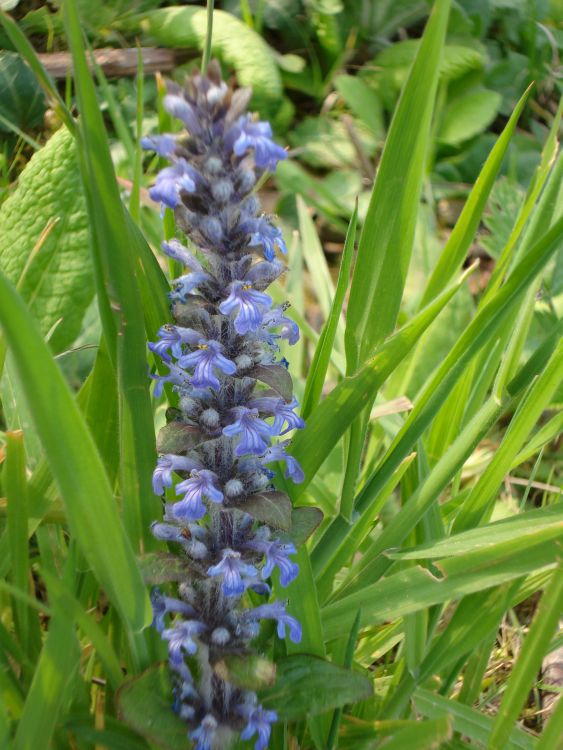 Poučna staza medonosnog bilja