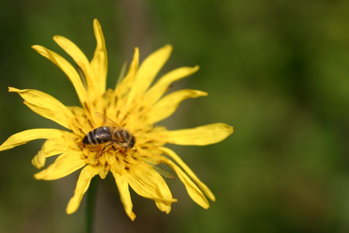 Poučna staza medonosnog bilja