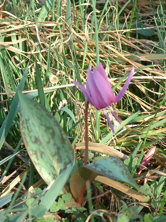 Poučna staza medonosnog bilja